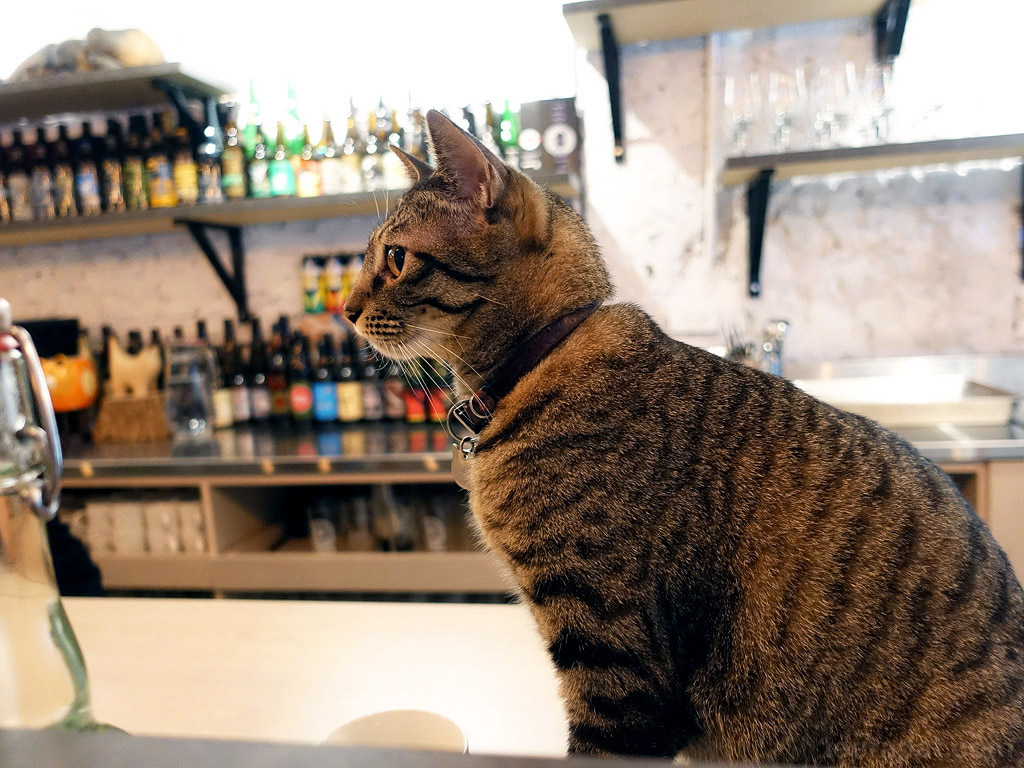 Beer Cat คราฟท์เบียร์บาร์สำหรับคนรักแมว – ไทเป ไต้หวัน – teerapat.com